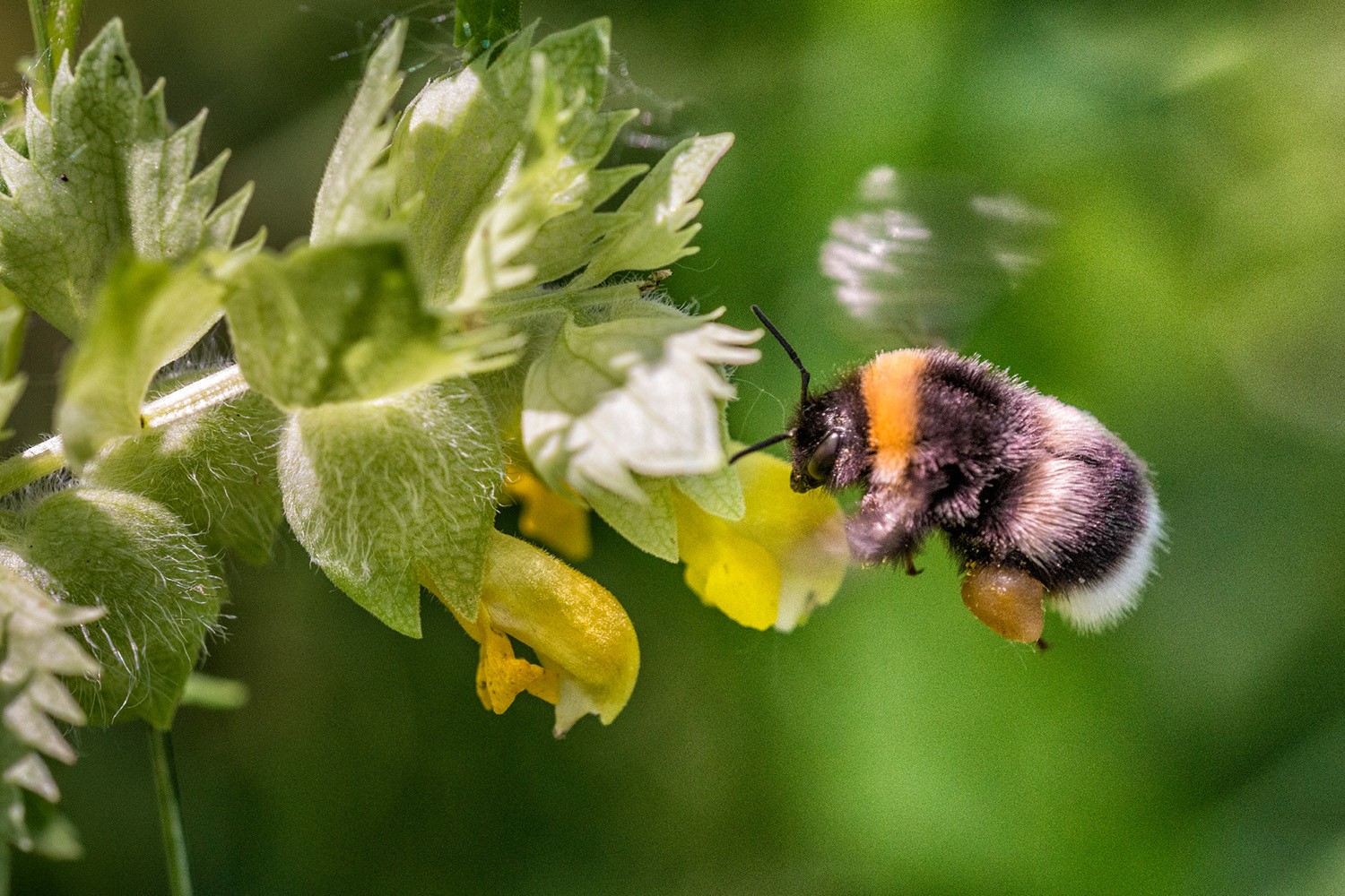 Press releases - Pollination is better in cities than in the countryside